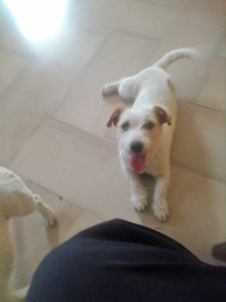 FORINO (AV). I vigili urbani trovano due bellissimi esemplari di Jack ...