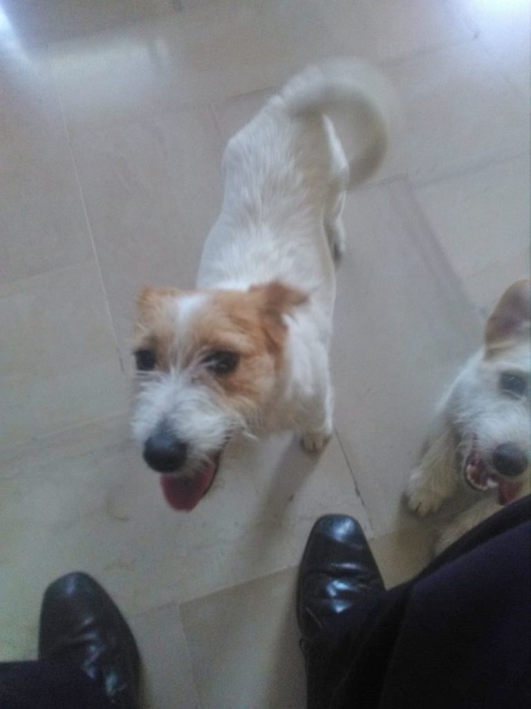FORINO (AV). I vigili urbani trovano due bellissimi esemplari di Jack ...