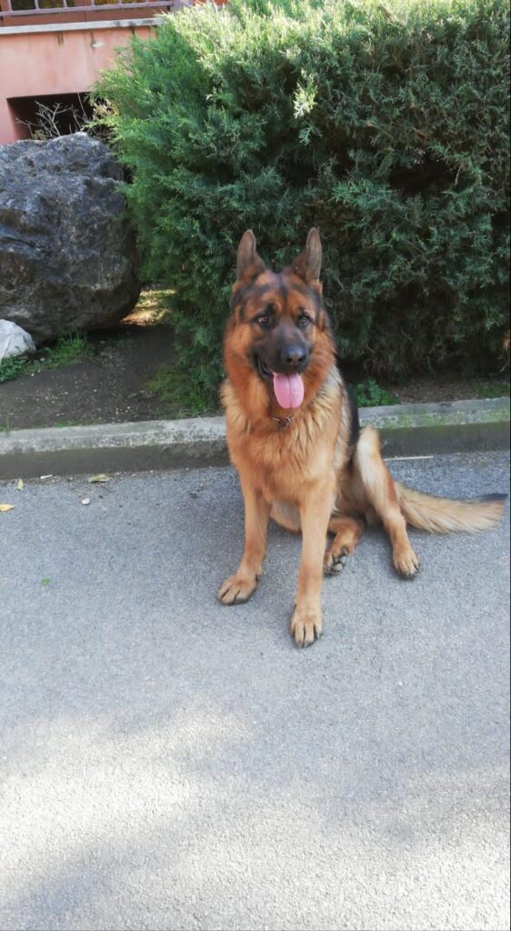 SOS 4 ZAMPE. Sperone, cerchiamo Rex, pastore tedesco smarrito - binews.it