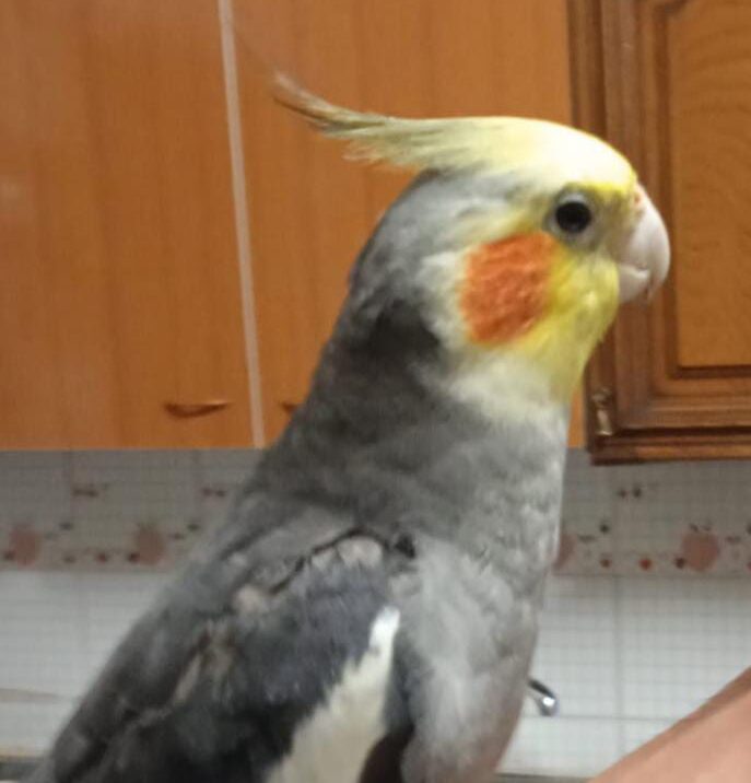 SOS 2 ZAMPE. BAIANO, è scomparso "Ciro", pappagallo di 8 mesi. Aiutaci ...
