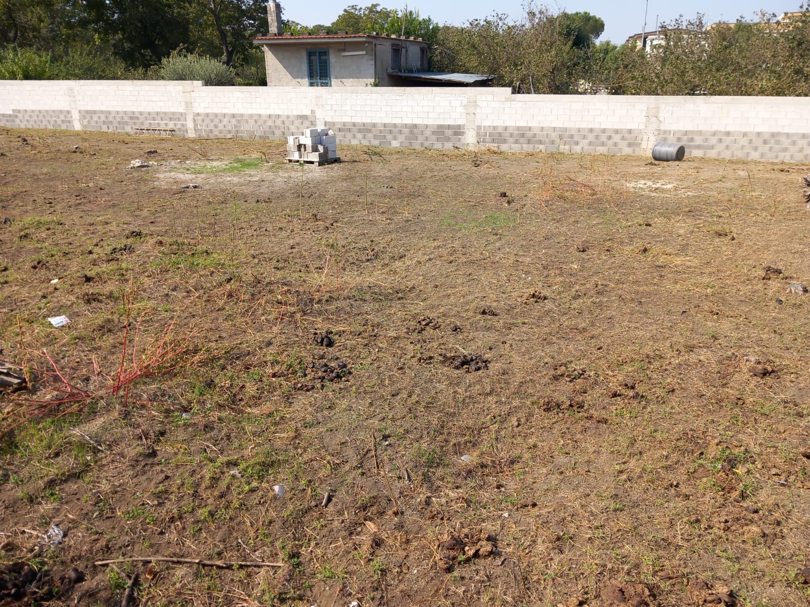 SPERONE: Preoccupazioni per gli Escrementi di Cavallo presso l'Area ...