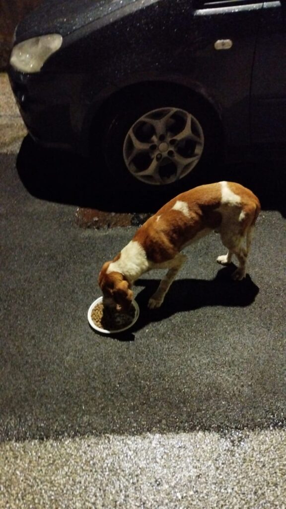 SOS 4 ZAMPE. Sperone, cane smarrito cerca padrone. - binews.it