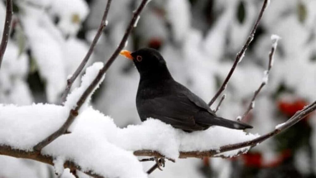 Stanno per arrivare i Giorni della Merla. I giorni più freddi dell'anno ...